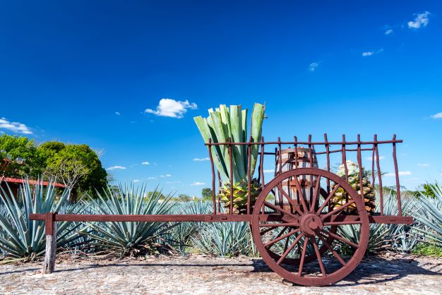 Tequila + Mezcal - Tasting am 12.03.2022 – Humidor Landshut